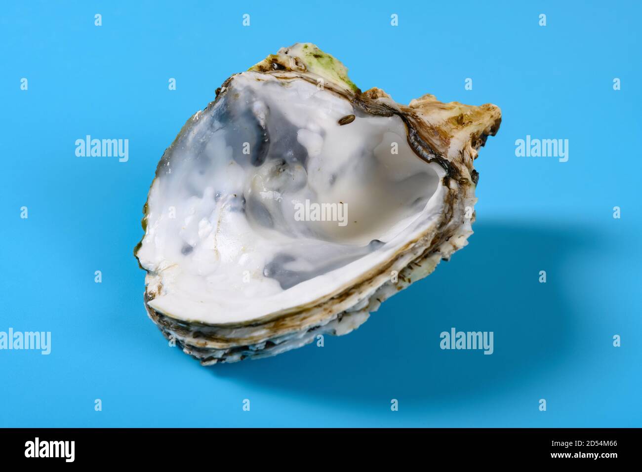 side view oyster shell on blue background Stock Photo - Alamy