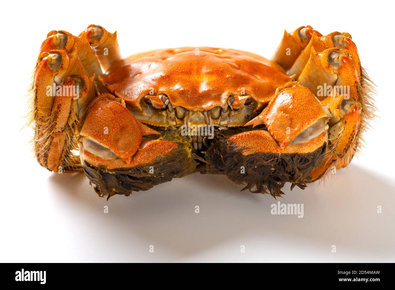 front view cooked crab on a white background Stock Photo - Alamy