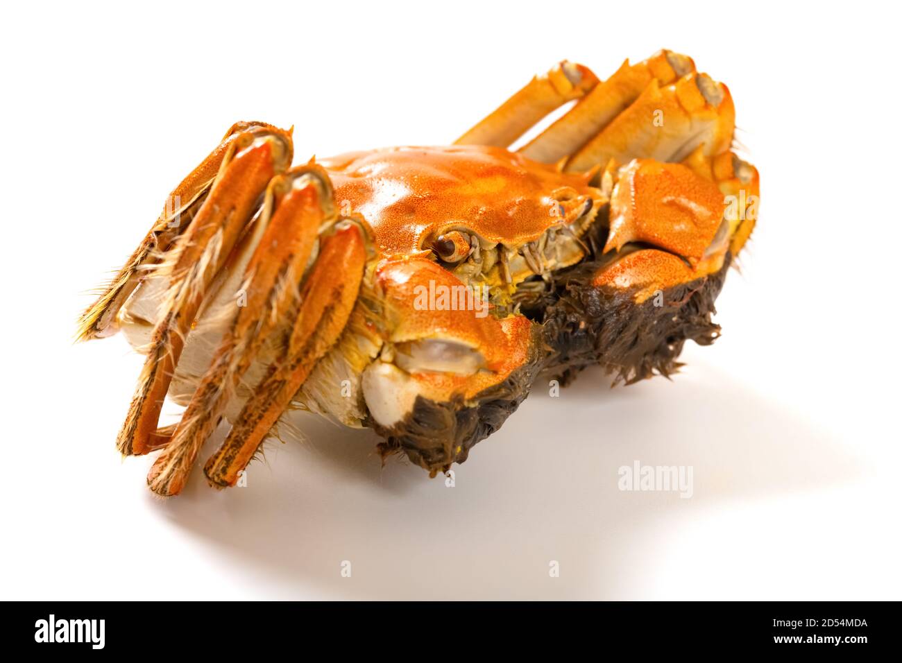 side view cooked crab on a white background Stock Photo - Alamy