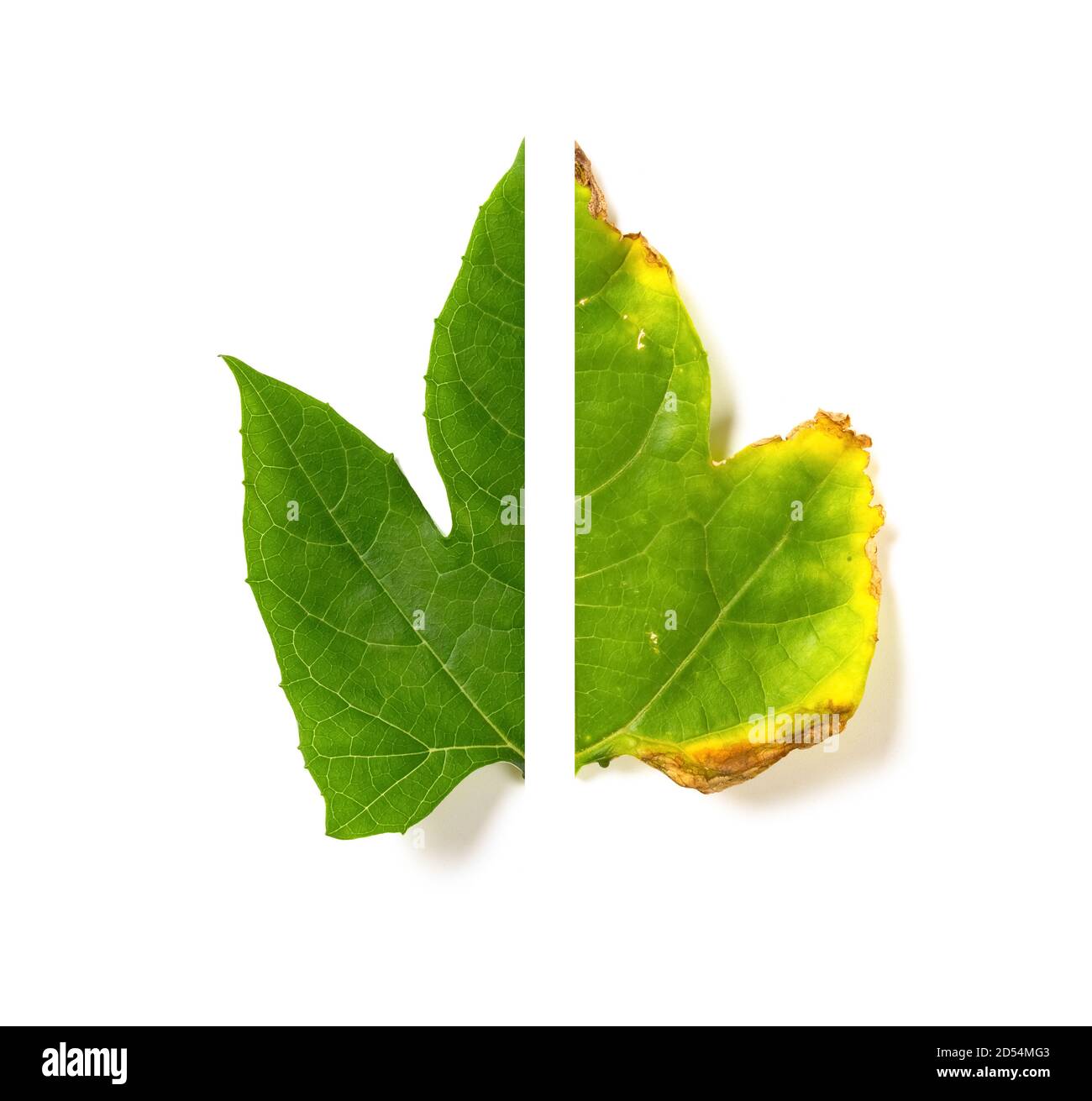 Half dead leaf hi-res stock photography and images - Alamy