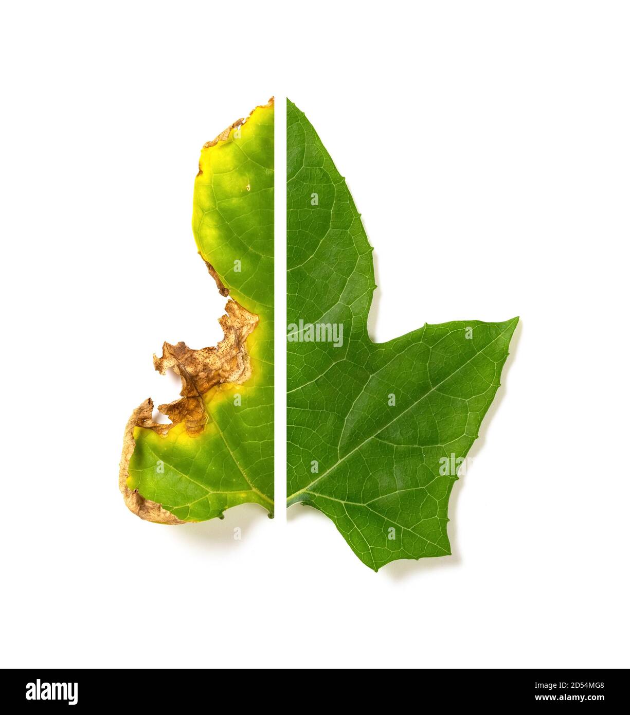 Half dead leaf hi-res stock photography and images - Alamy