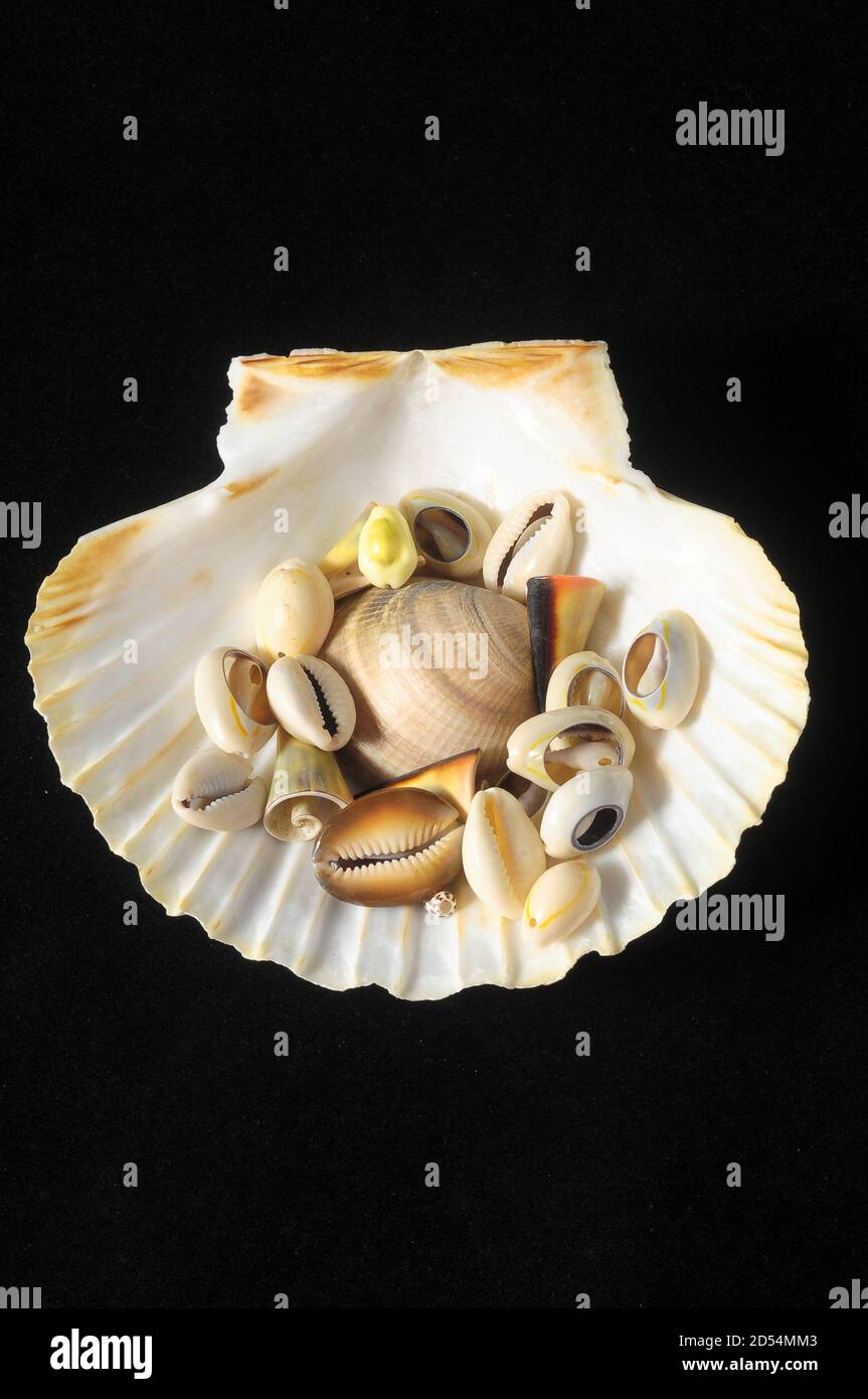 Tusk shell mollusk hi-res stock photography and images - Alamy