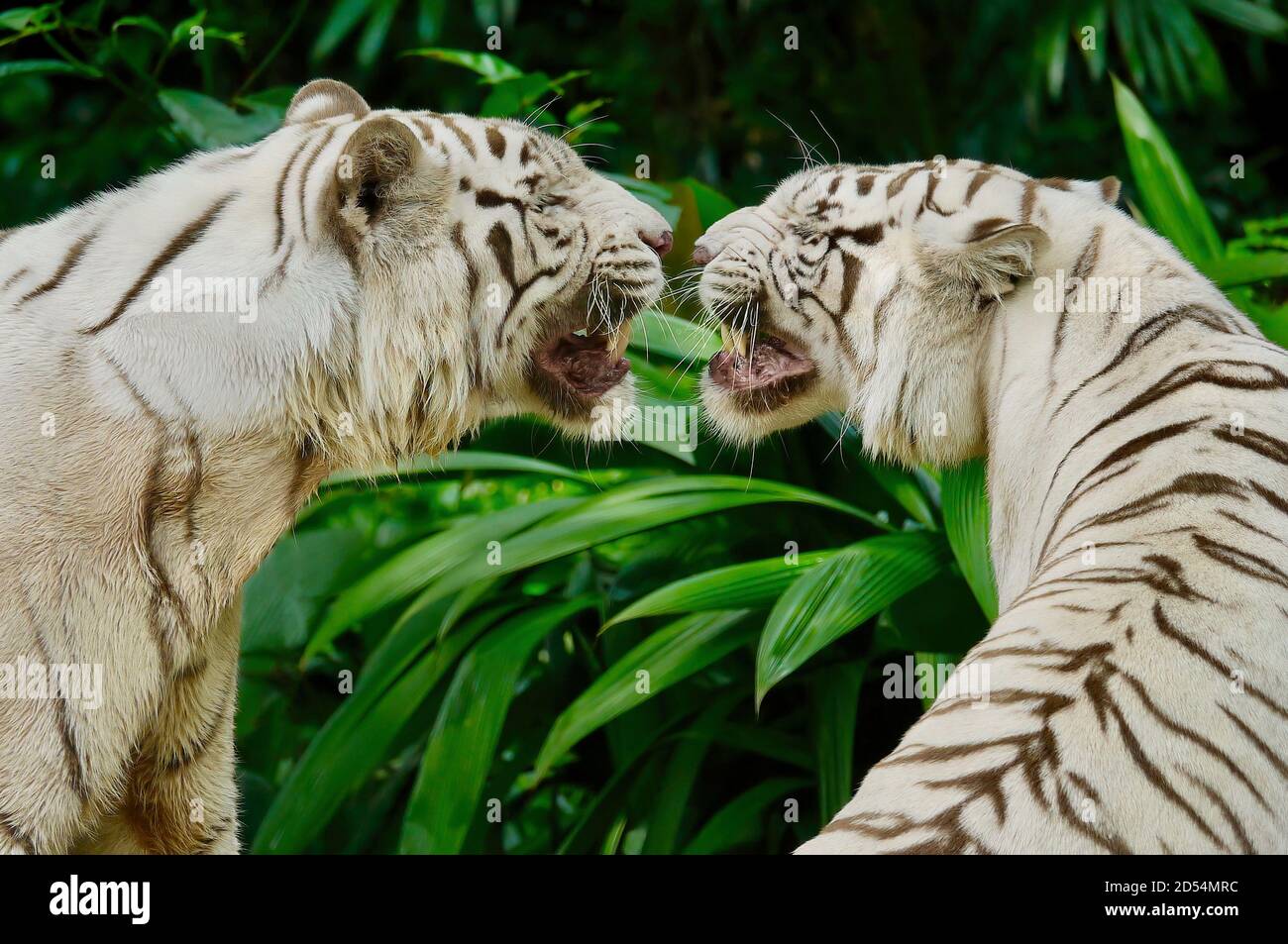 Animals argue hi-res stock photography and images - Alamy