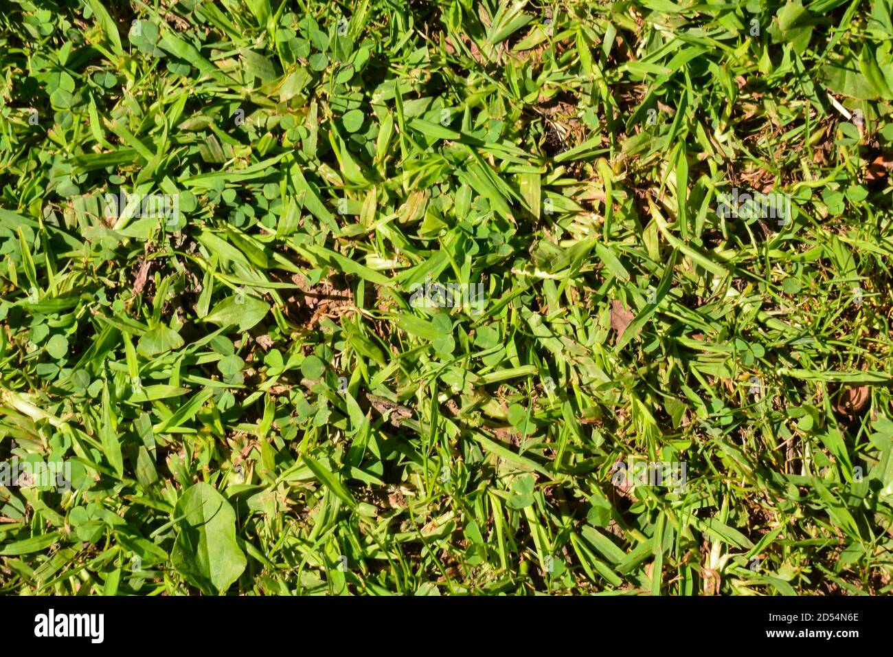 Green Grass Pattern Texture Stock Photo - Alamy