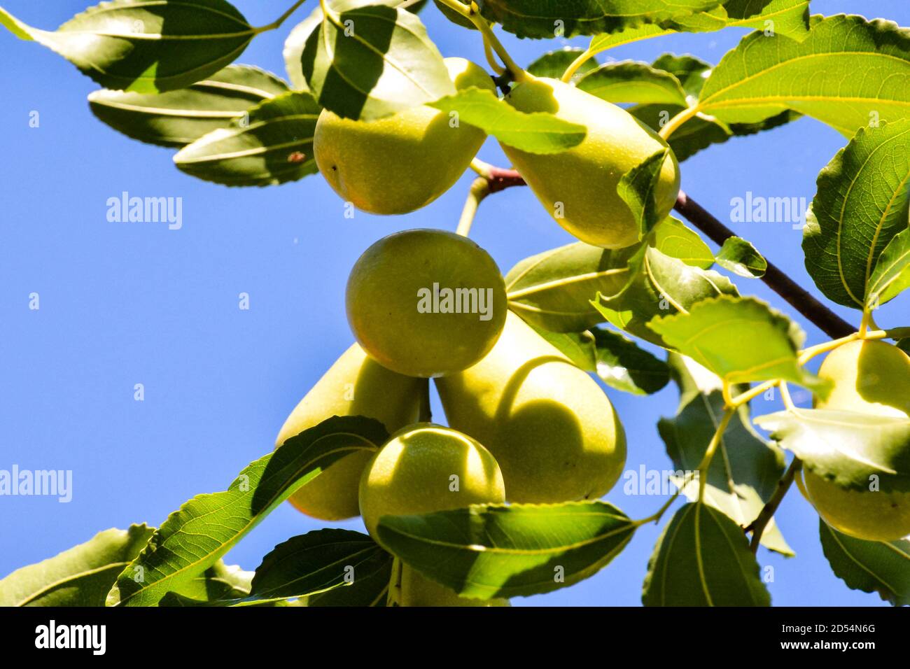 Zizyphus jujuba Fruit Stock Photo - Alamy