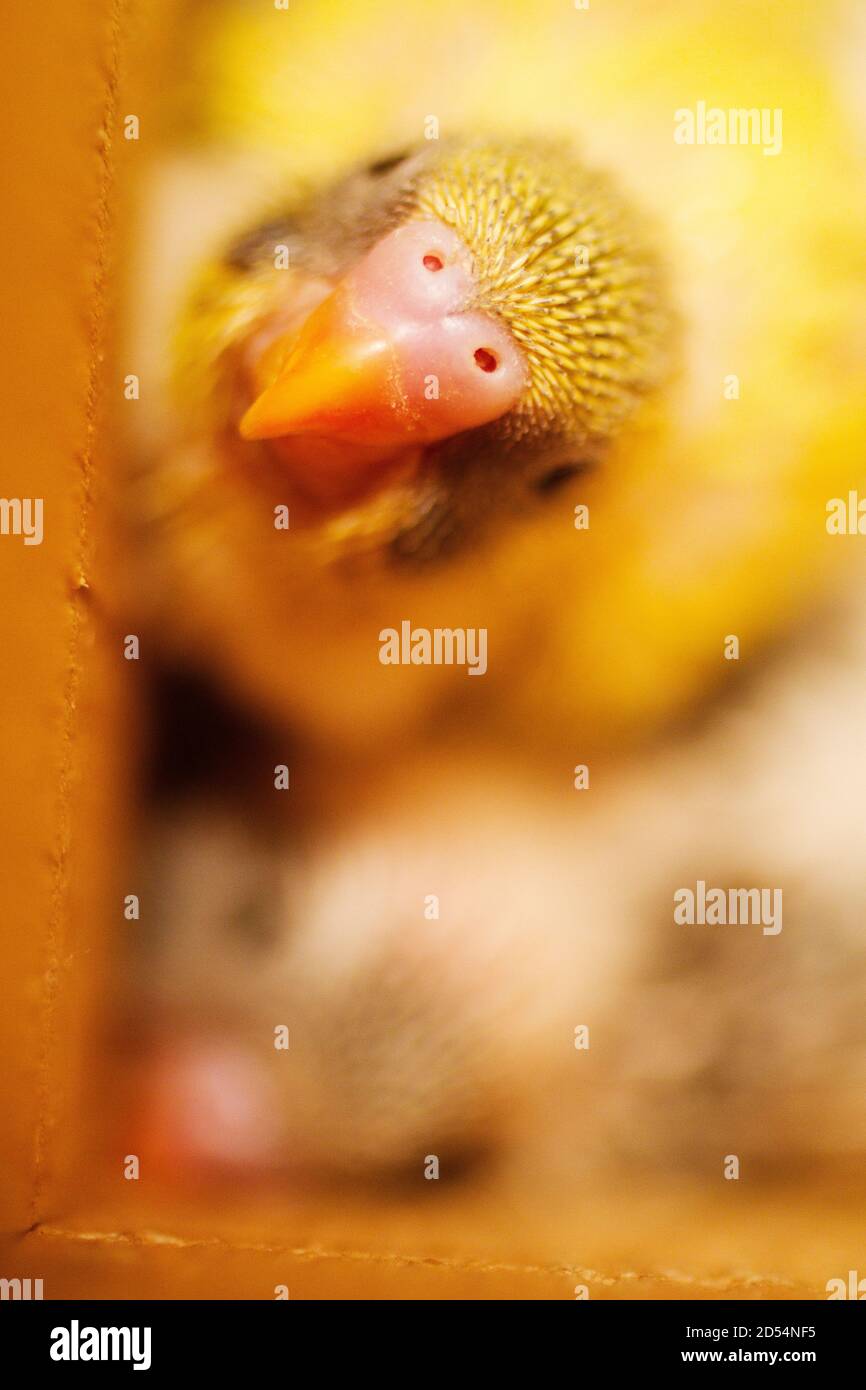 Budgy bird hi-res stock photography and images - Alamy