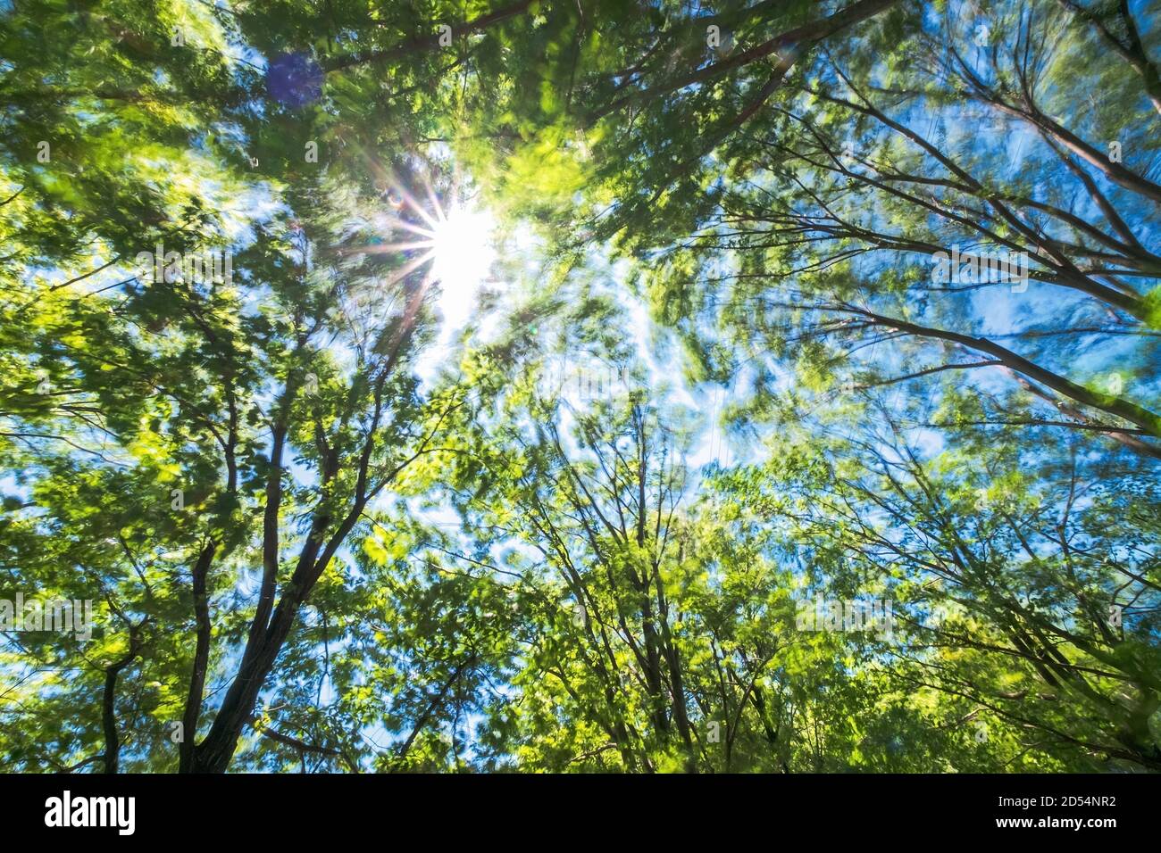 Sunlight through leaves hi-res stock photography and images - Alamy