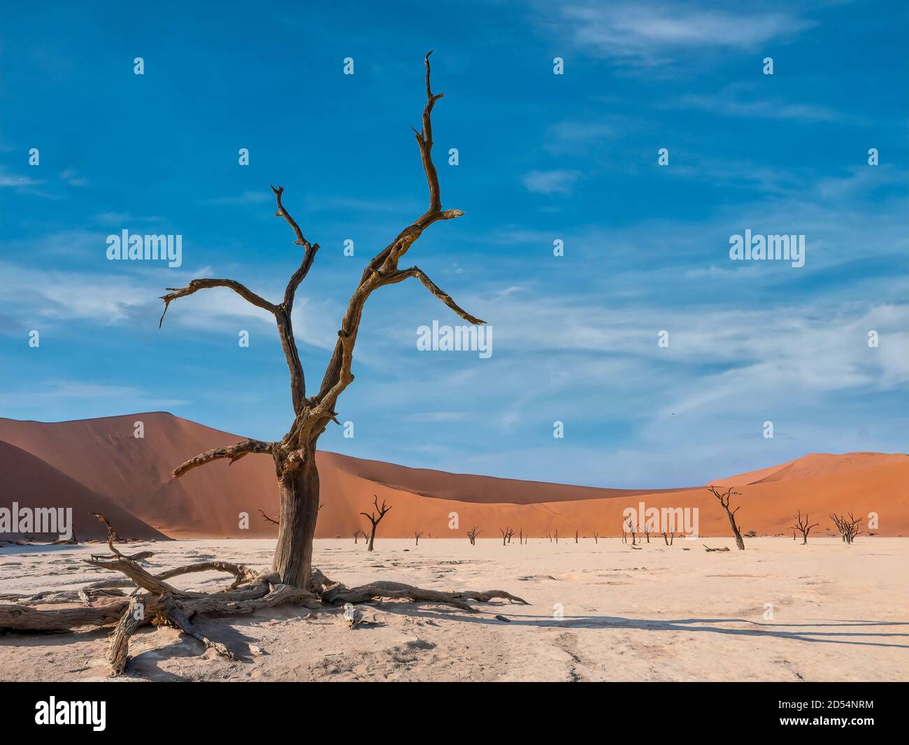 Skeleton tree in deadvlei hi-res stock photography and images - Alamy