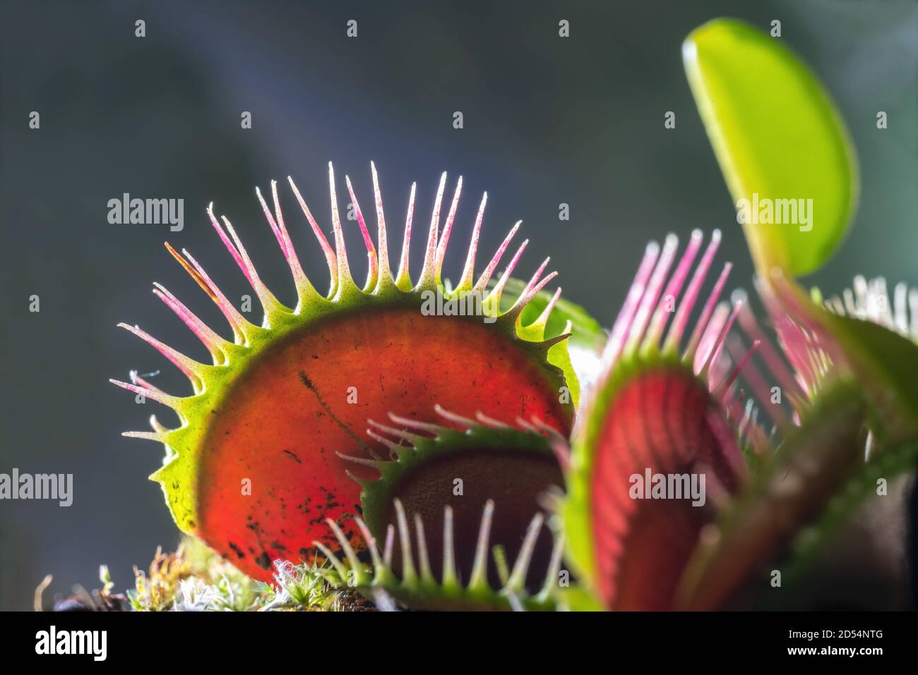 Image venus fly trap hi-res stock photography and images - Alamy