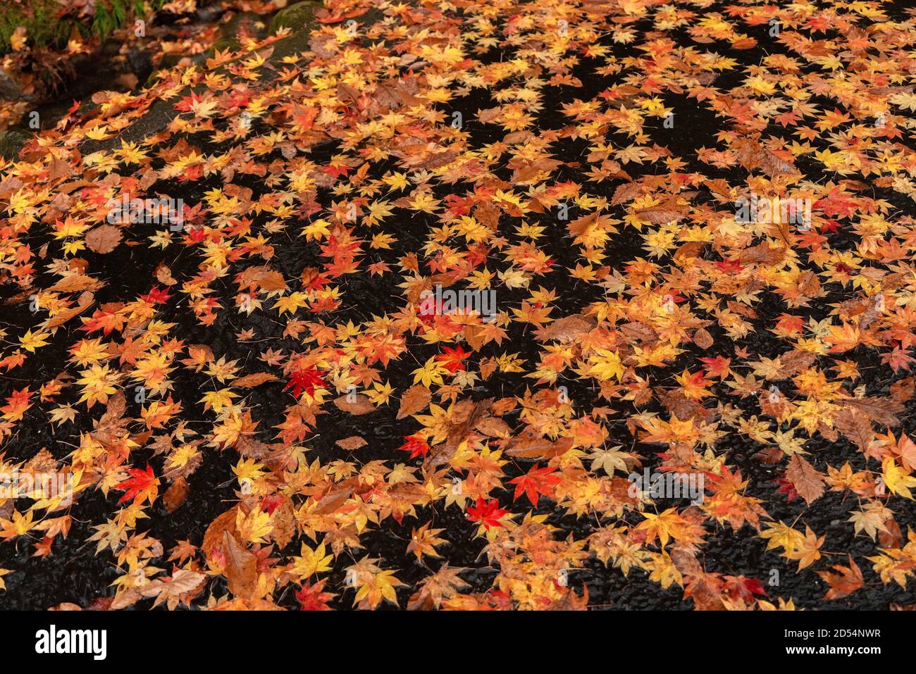 Fallen Leaves of Maple Stock Photo - Alamy