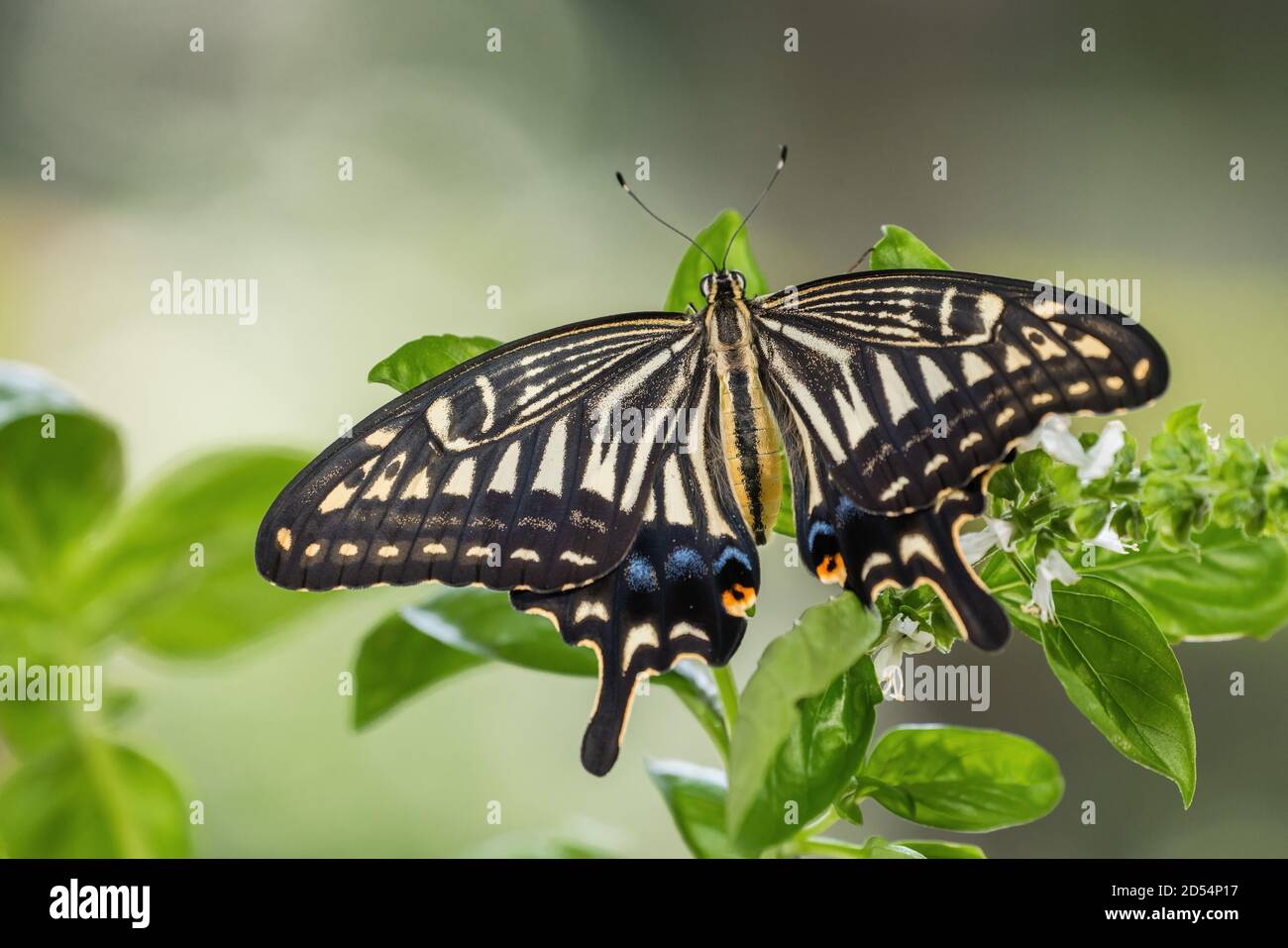 Xuthus swallowtail hi-res stock photography and images - Alamy