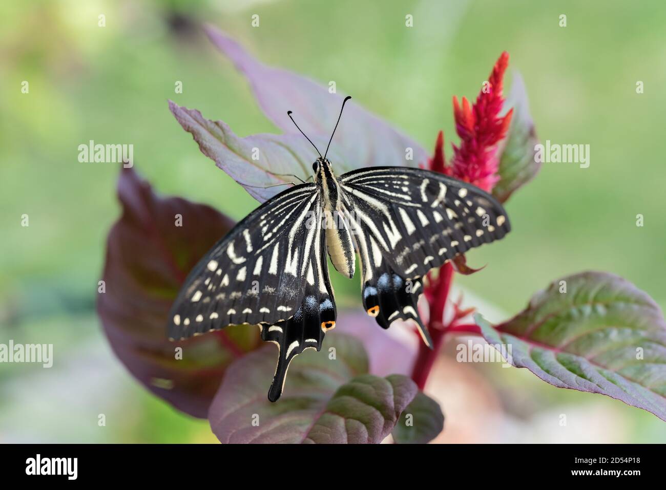 Xuthus swallowtail hi-res stock photography and images - Alamy