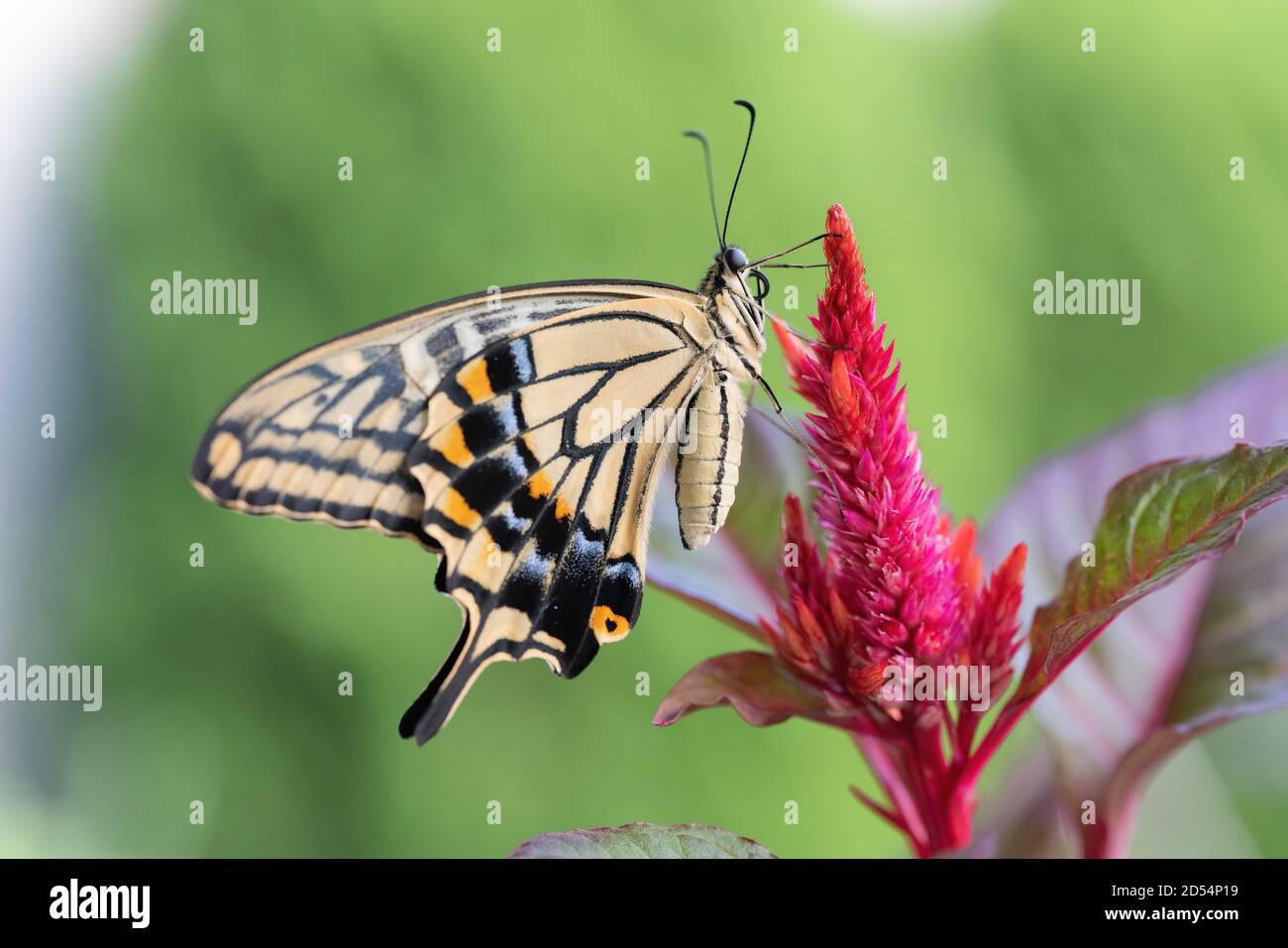 Xuthus Swallowtail High Resolution Stock Photography and Images - Alamy