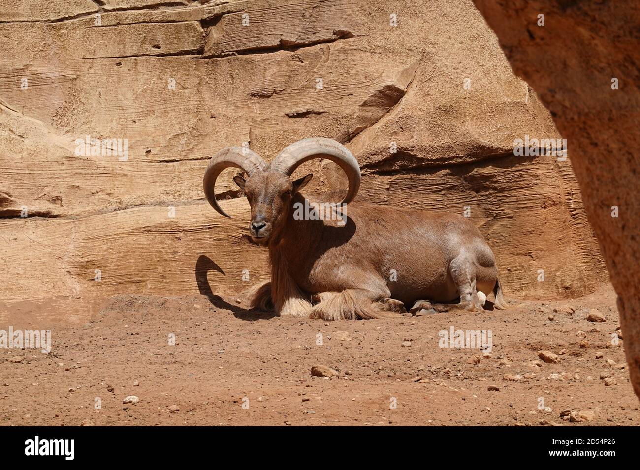 Maned ram hi-res stock photography and images - Alamy