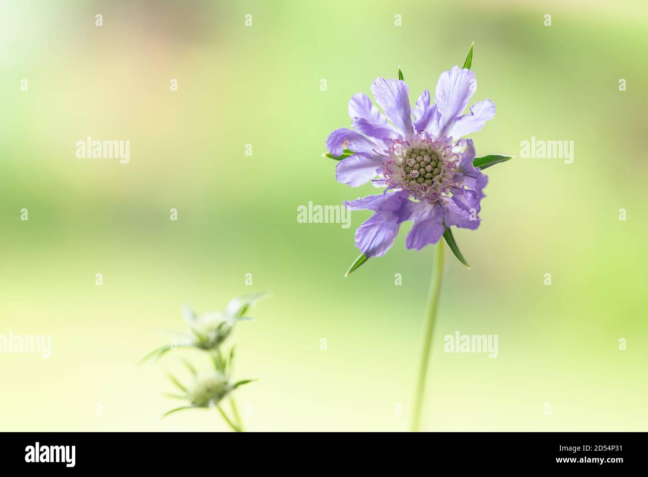 Egyptian rose hi-res stock photography and images - Alamy