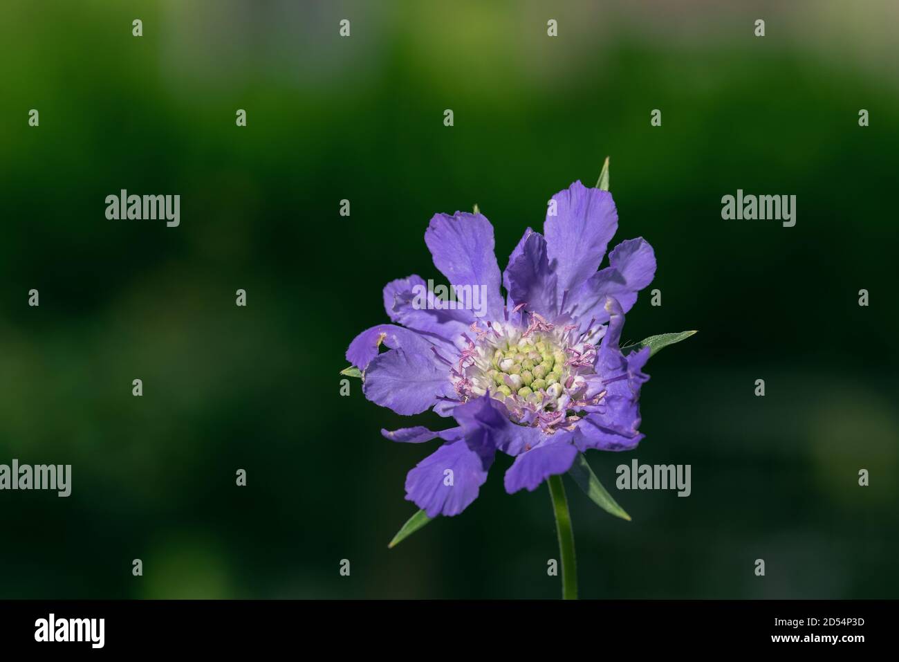 Egyptian rose hi-res stock photography and images - Alamy