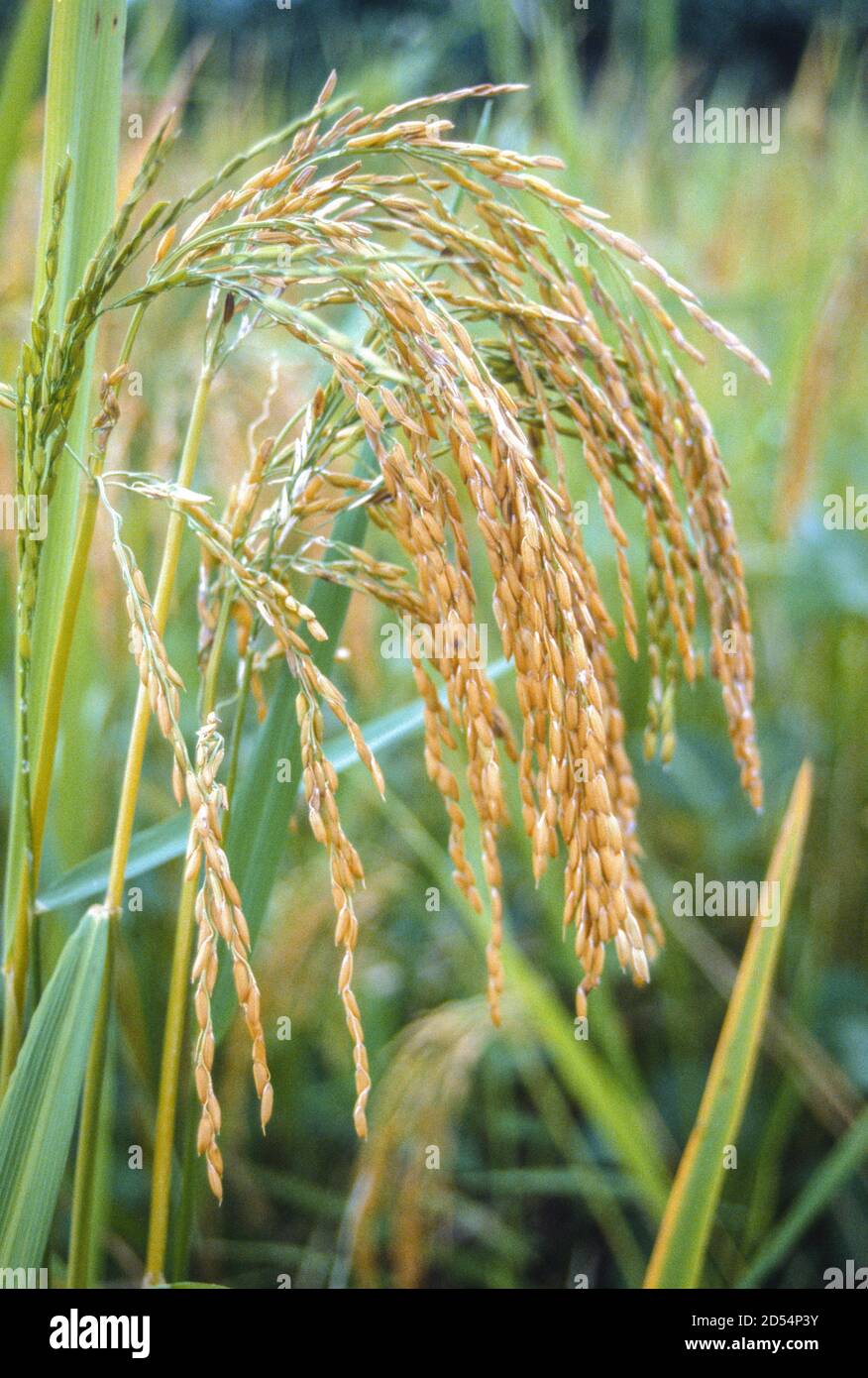 Tiassale hi-res stock photography and images - Alamy