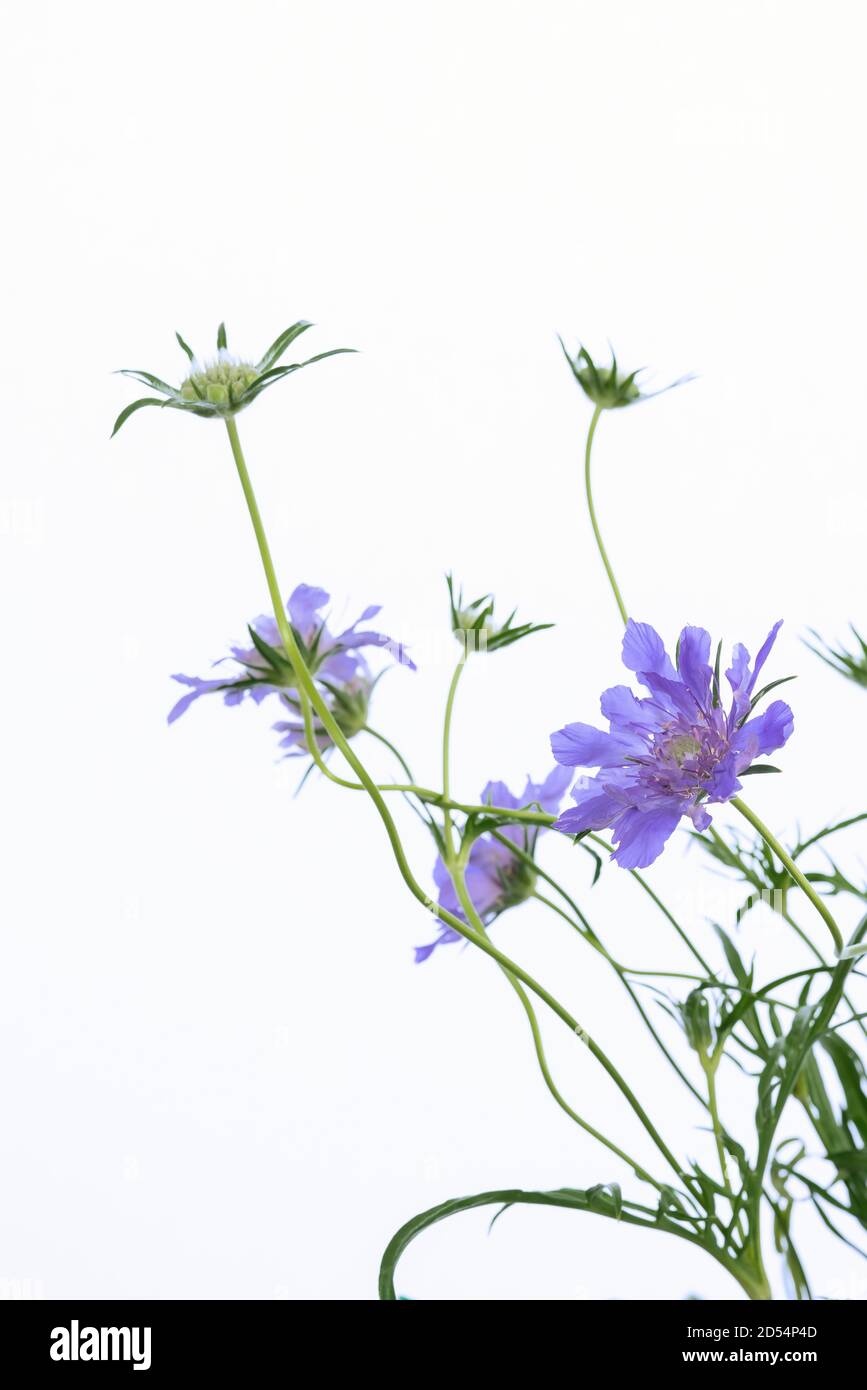 Egyptian rose hi-res stock photography and images - Alamy