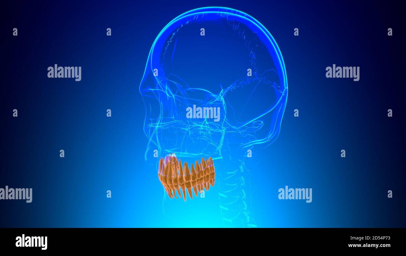 Human Teeth Anatomy 3D Illustration For Medical Concept Stock Photo - Alamy