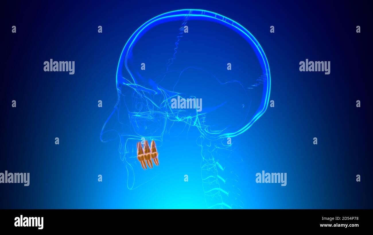 Human Teeth Molars Anatomy 3D Illustration For Medical Concept Stock ...