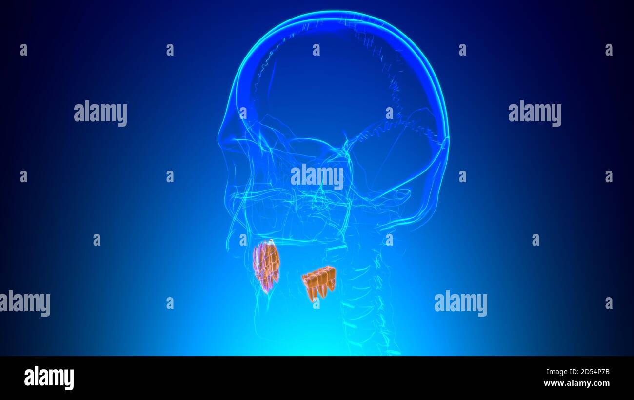 Human Teeth Molars Anatomy 3D Illustration For Medical Concept Stock ...