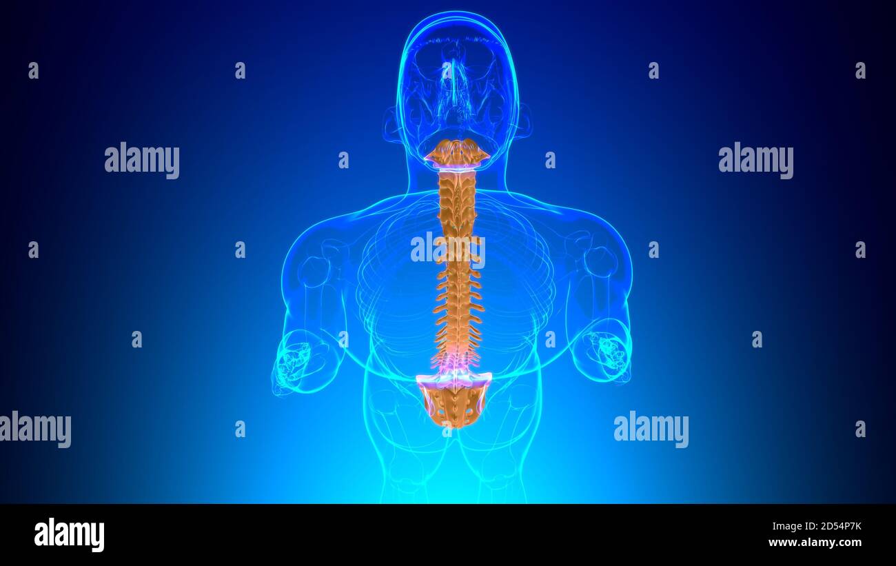 Human Skeleton Vertebral Column Vertebrae Anatomy 3D Illustration Stock ...