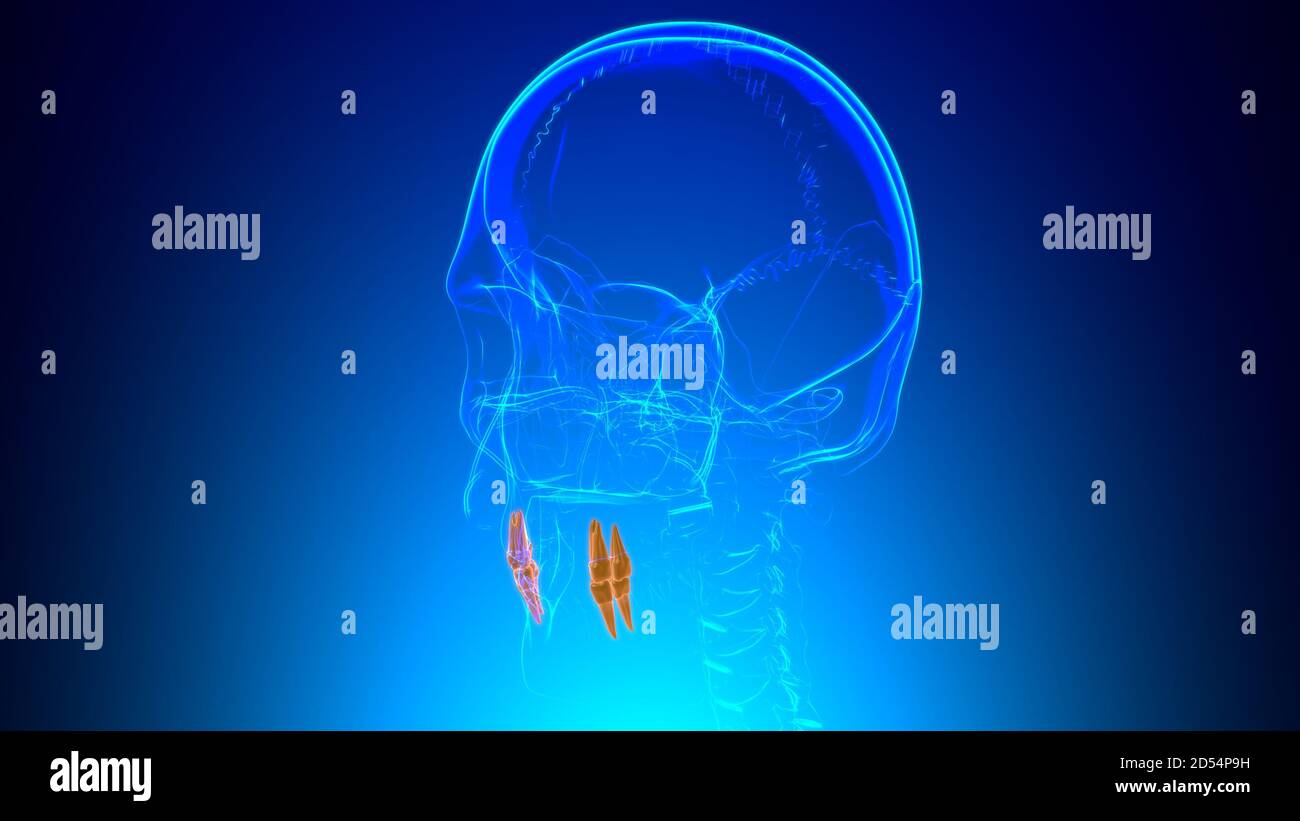 Human Teeth Premolars Anatomy 3D Illustration For Medical Concept Stock ...