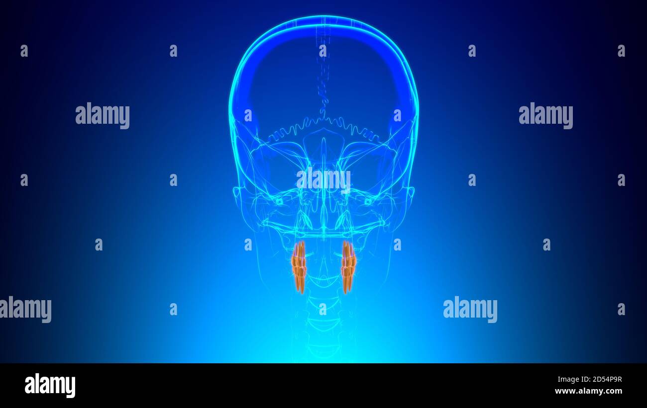Human Teeth Premolars Anatomy 3D Illustration For Medical Concept Stock ...