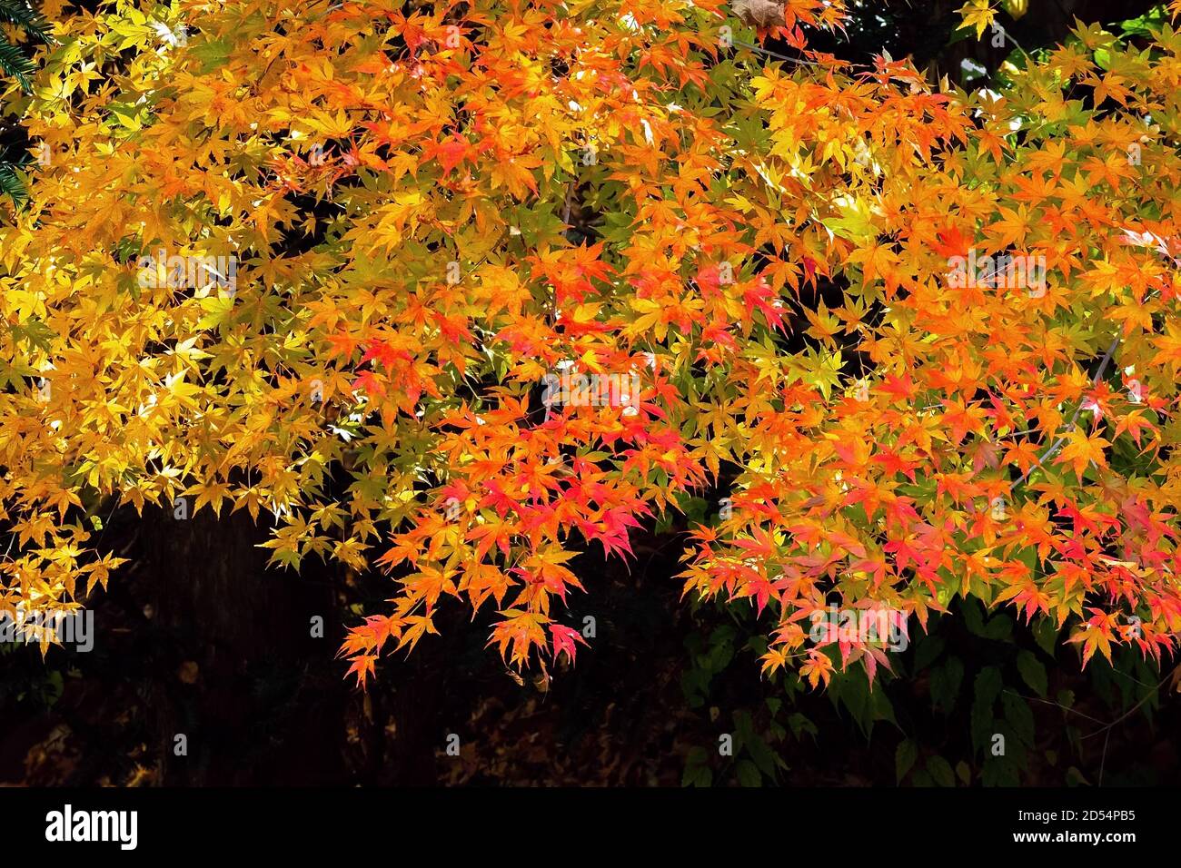 Japanese Fall Foliage Stock Photo - Alamy