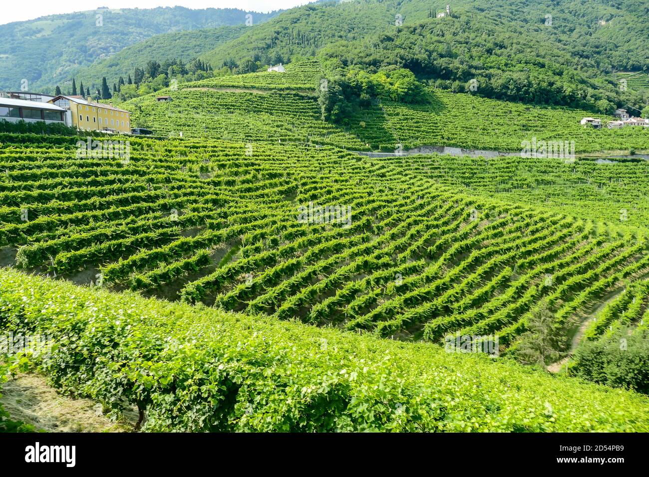Prosecco White Wine Vineyards , in Prosecco Valley, Vadobbiadene ...