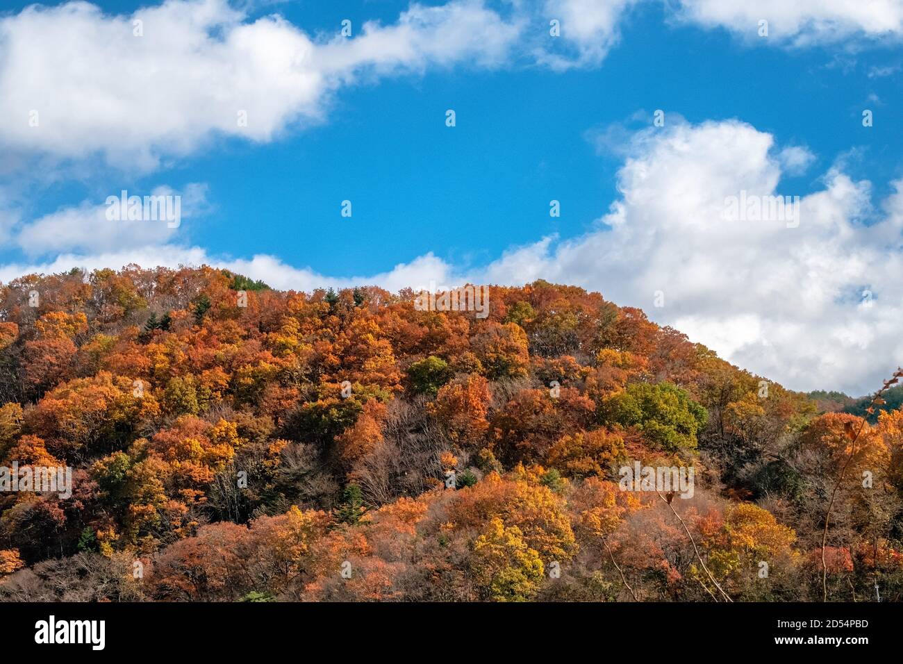 Autumn Leaves and Blue Sky Stock Photo - Alamy