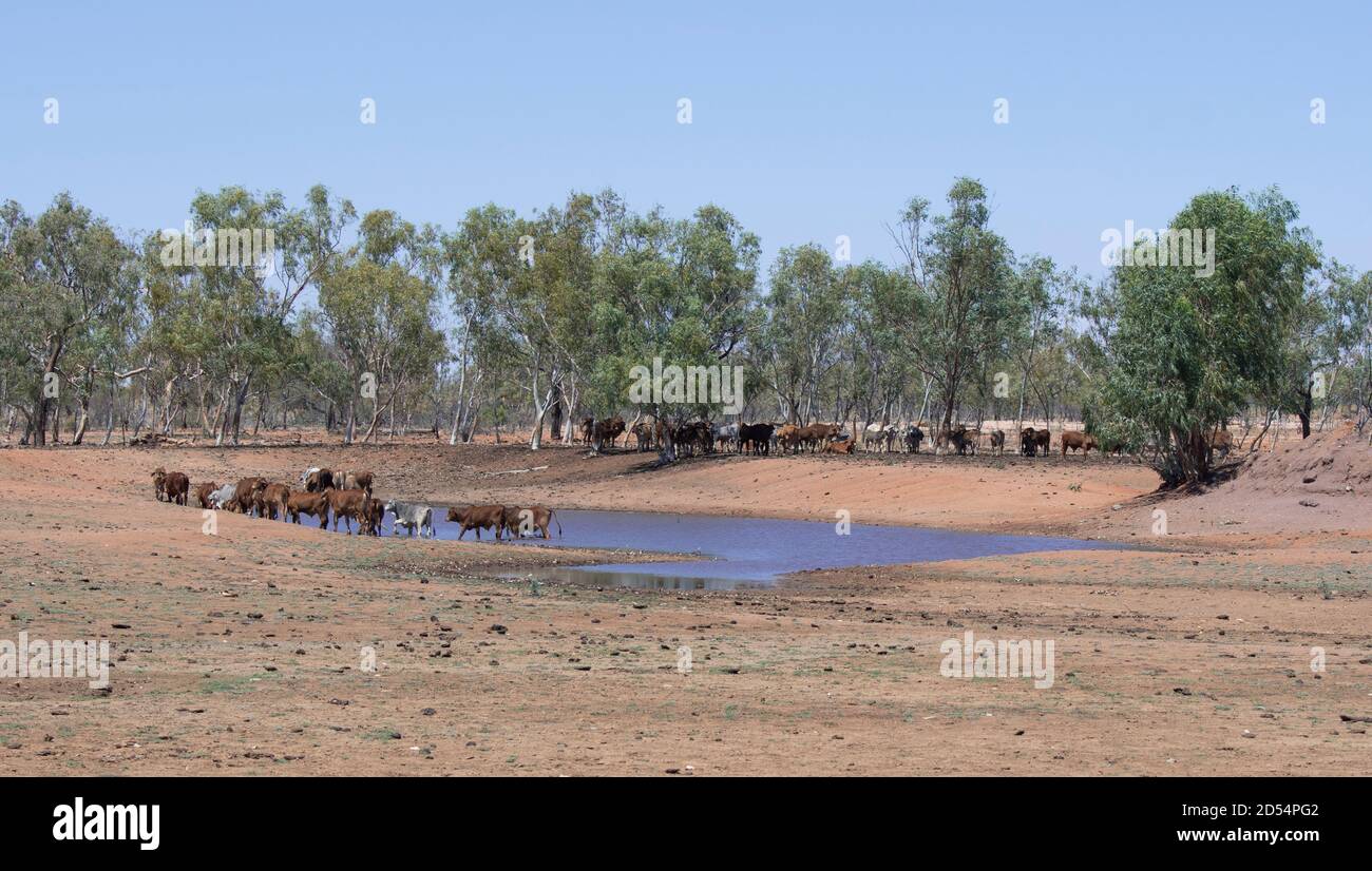 Cattle at a drinking hole in the Channel Country, near Bedourie ...