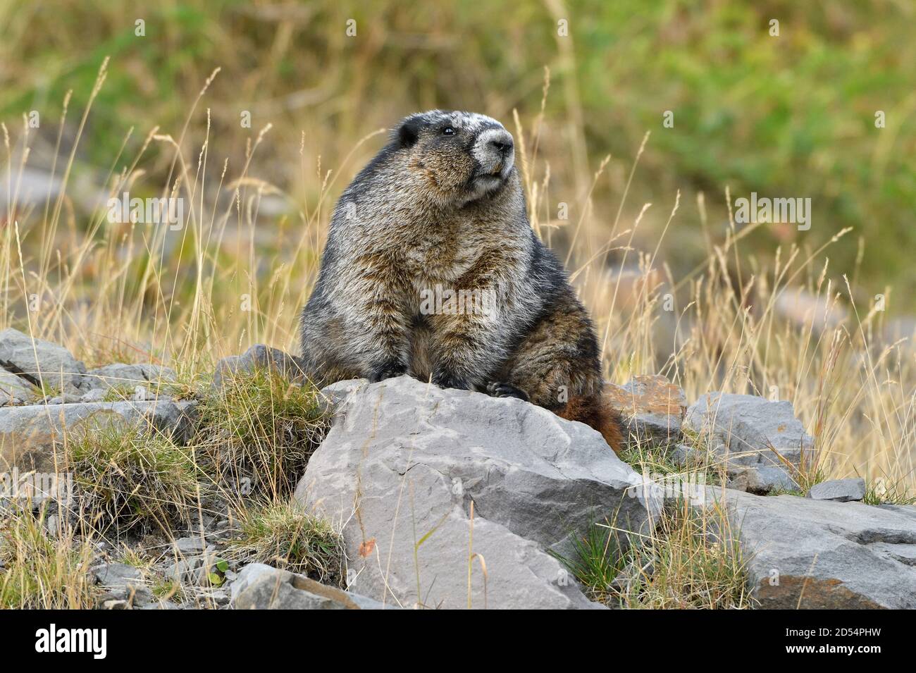 Largest ground squirrel hi-res stock photography and images - Alamy