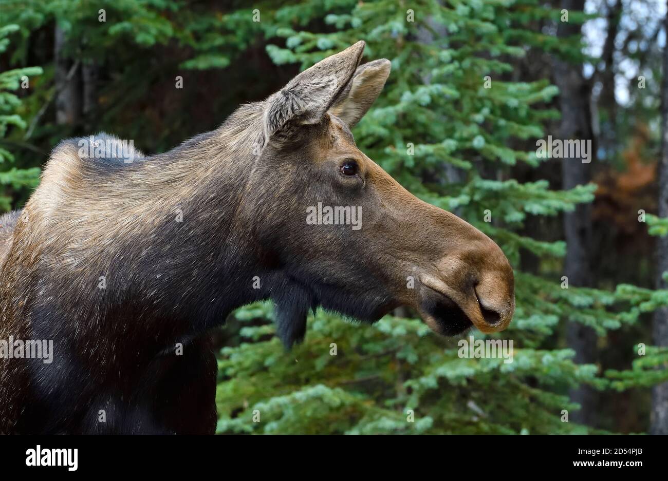 A wild cow moose "Alces alces", looking away in her forest habitat in ...