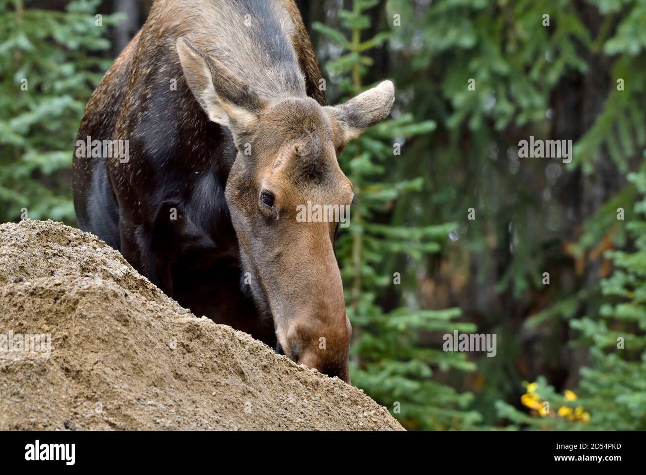 A cow moose "Alces alces", licking salt mineral from a sand pile that ...