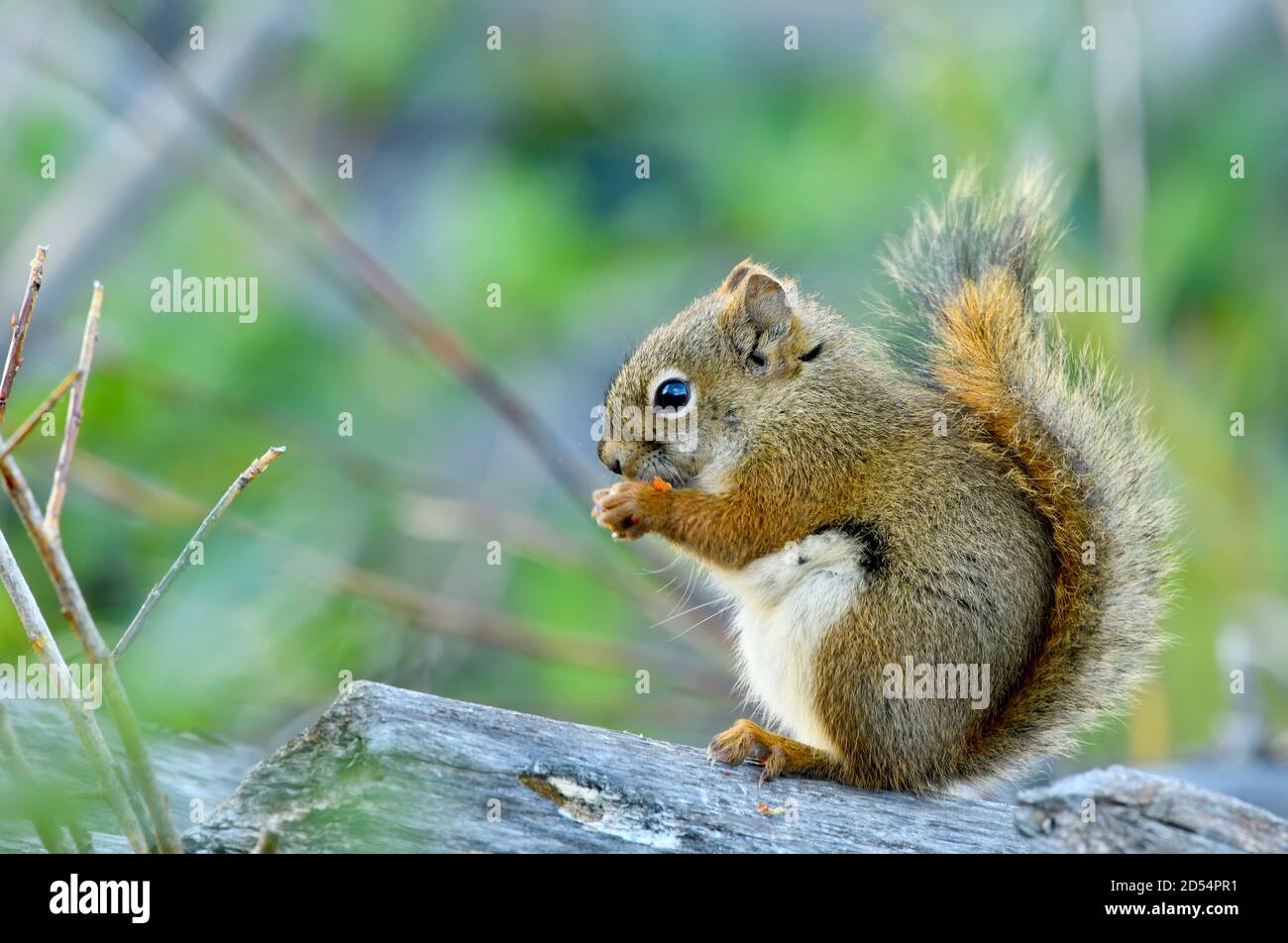 A close up image of a wild red squirrel "Tamiasciurus hudsonicus ...