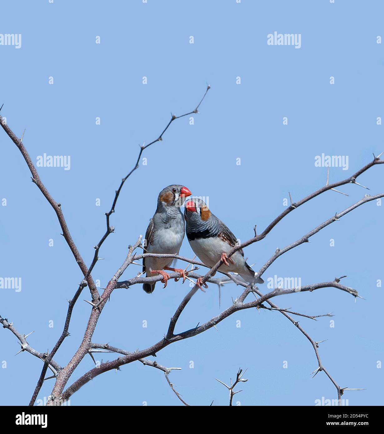 Australian zebra finches hi-res stock photography and images - Alamy