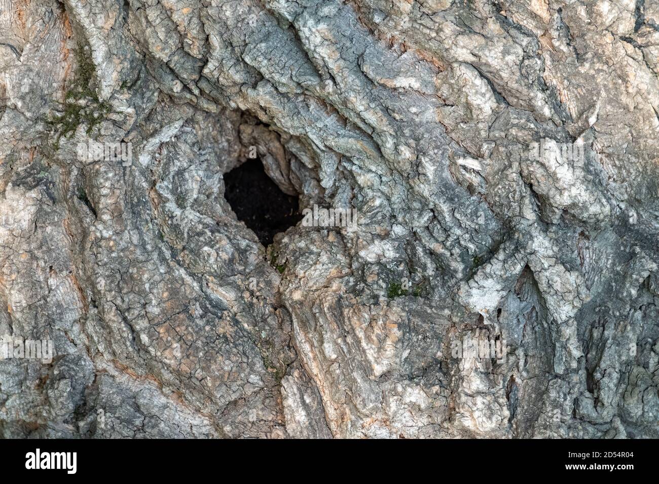 Cork bark texture with a hollow. Tree bark texture. Natural background ...