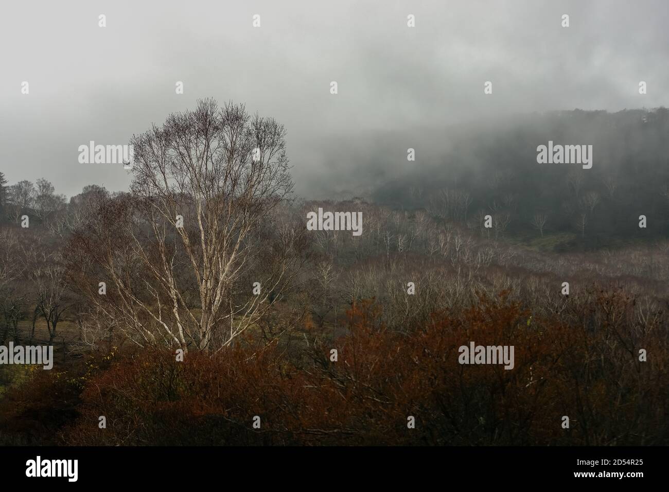 Gold birch hi-res stock photography and images - Alamy