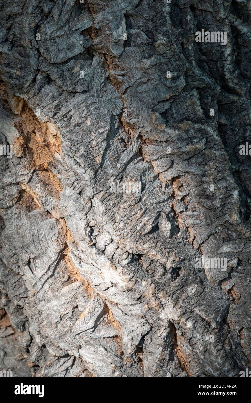 Cork bark texture with a hollow. Tree bark texture. Natural background ...