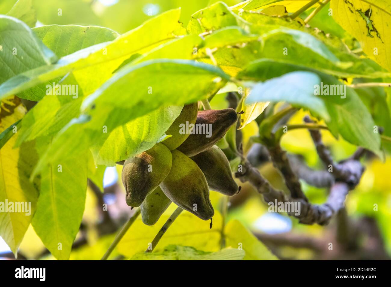 Manchurian walnut, lat. juglans mandshurica, ripe fruits on the tree ...