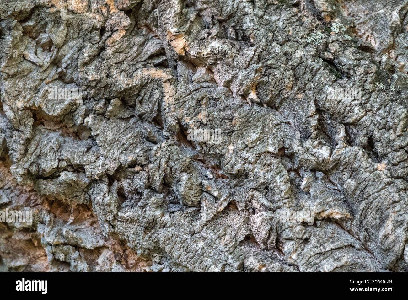 Cork bark texture with a hollow. Tree bark texture. Natural background ...