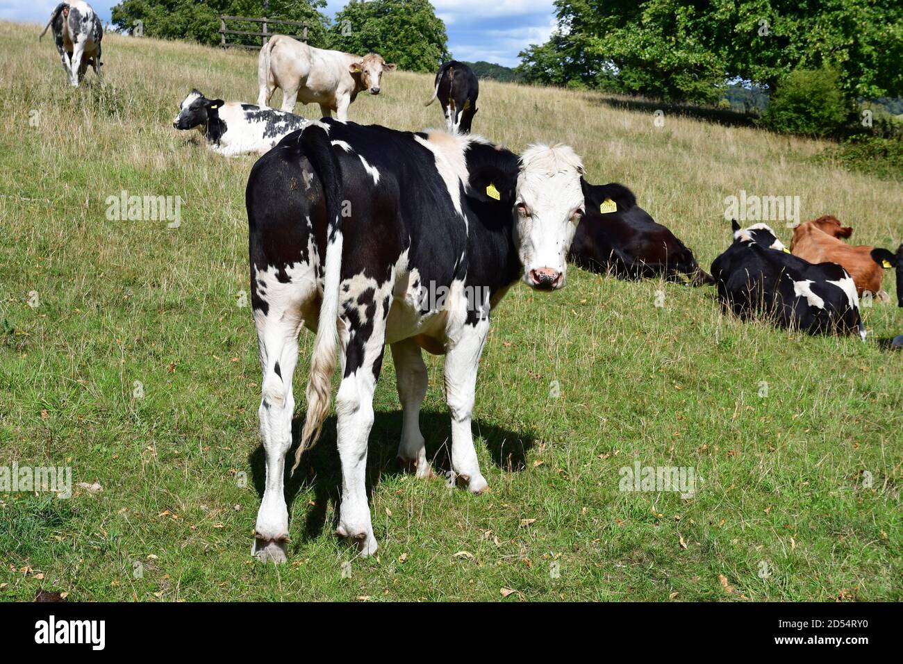 Dairy cows in the British countryside, England, UK Stock Photo - Alamy
