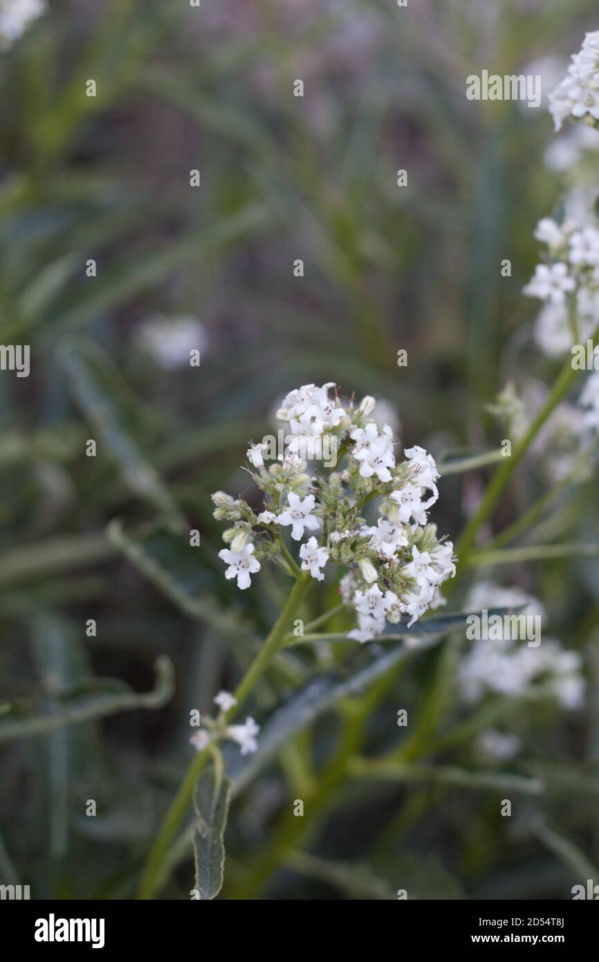 Yerba santa flower hi-res stock photography and images - Alamy