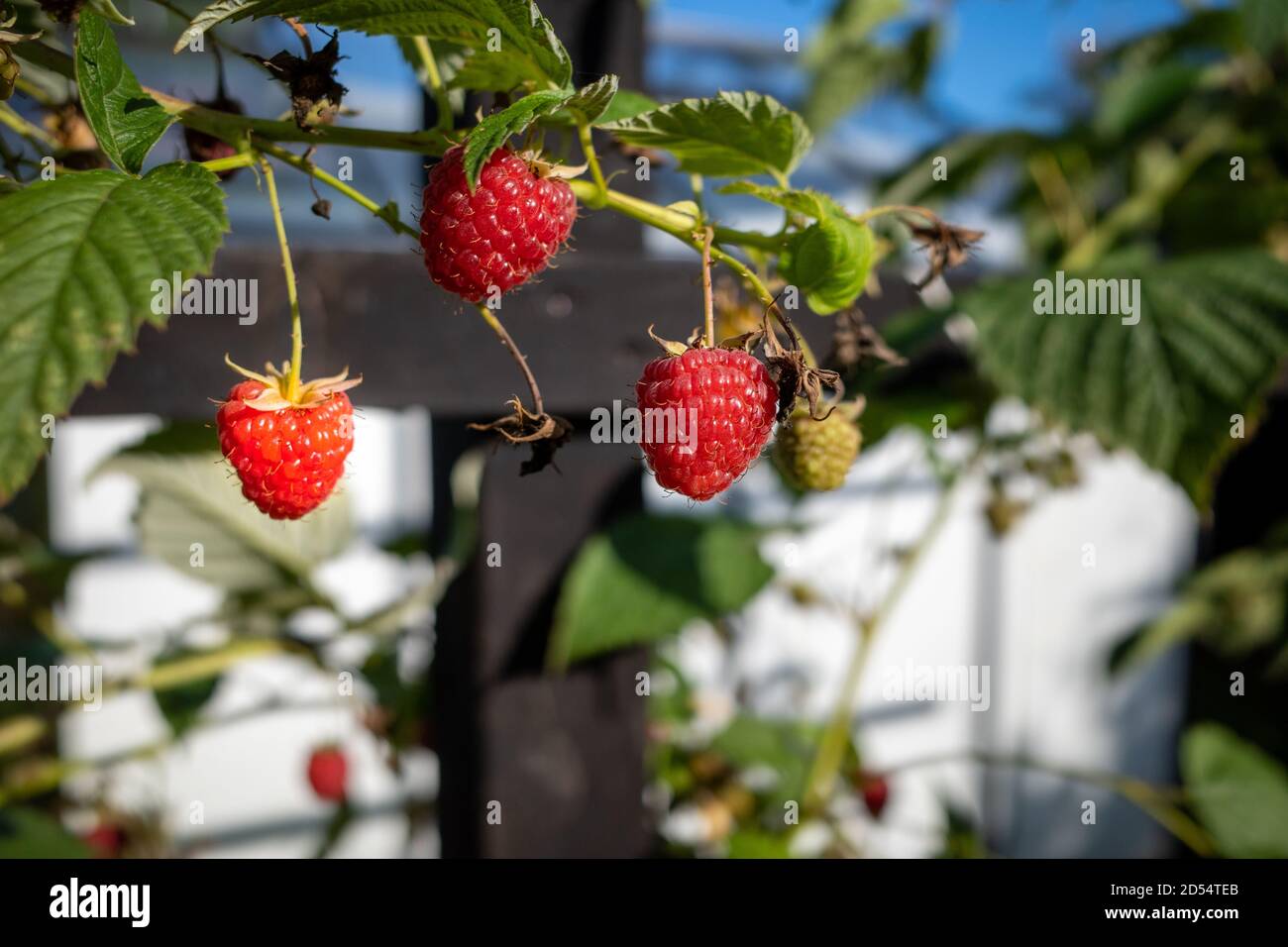 ripe red raspberry hanging from a raspberry bush Stock Photo - Alamy