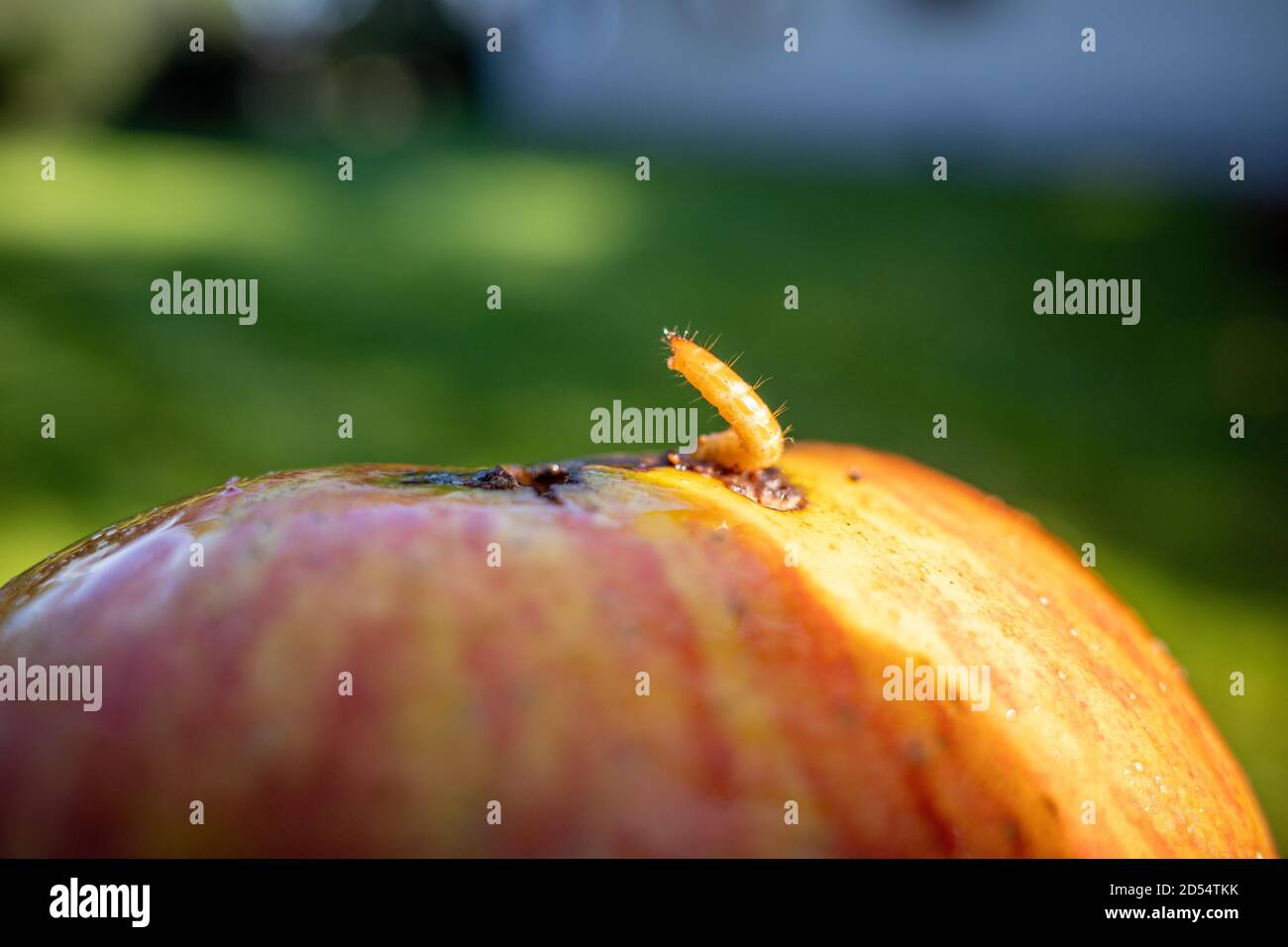 Rotten food maggot isolated hi-res stock photography and images - Alamy