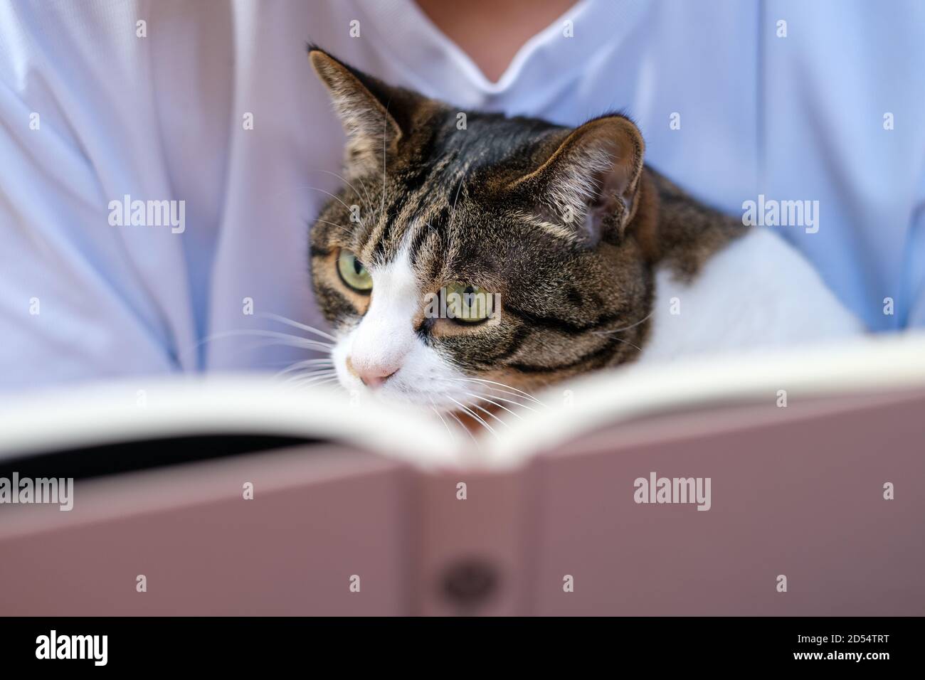 Cat and Book Stock Photo - Alamy