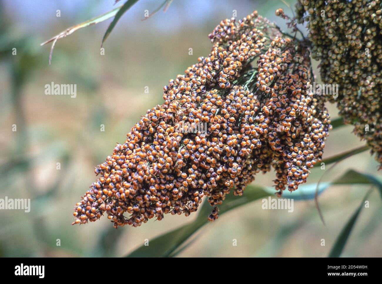 Sorghum. Dara Tchama Village, near Niamey. Sorghum is an important ...