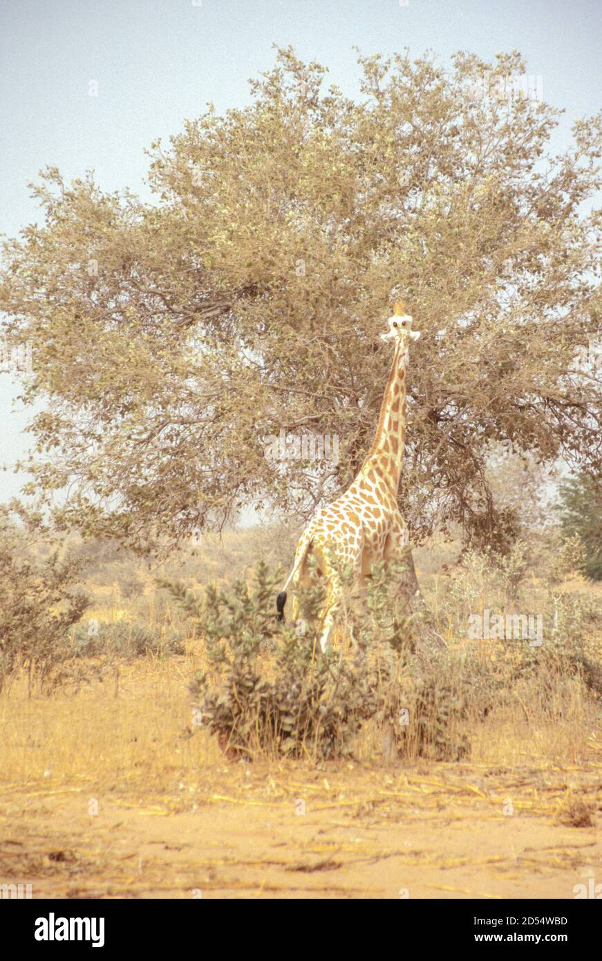 Koure, Niger, near Niamey. Giraffe Eating Leaves from Trees. Note how ...