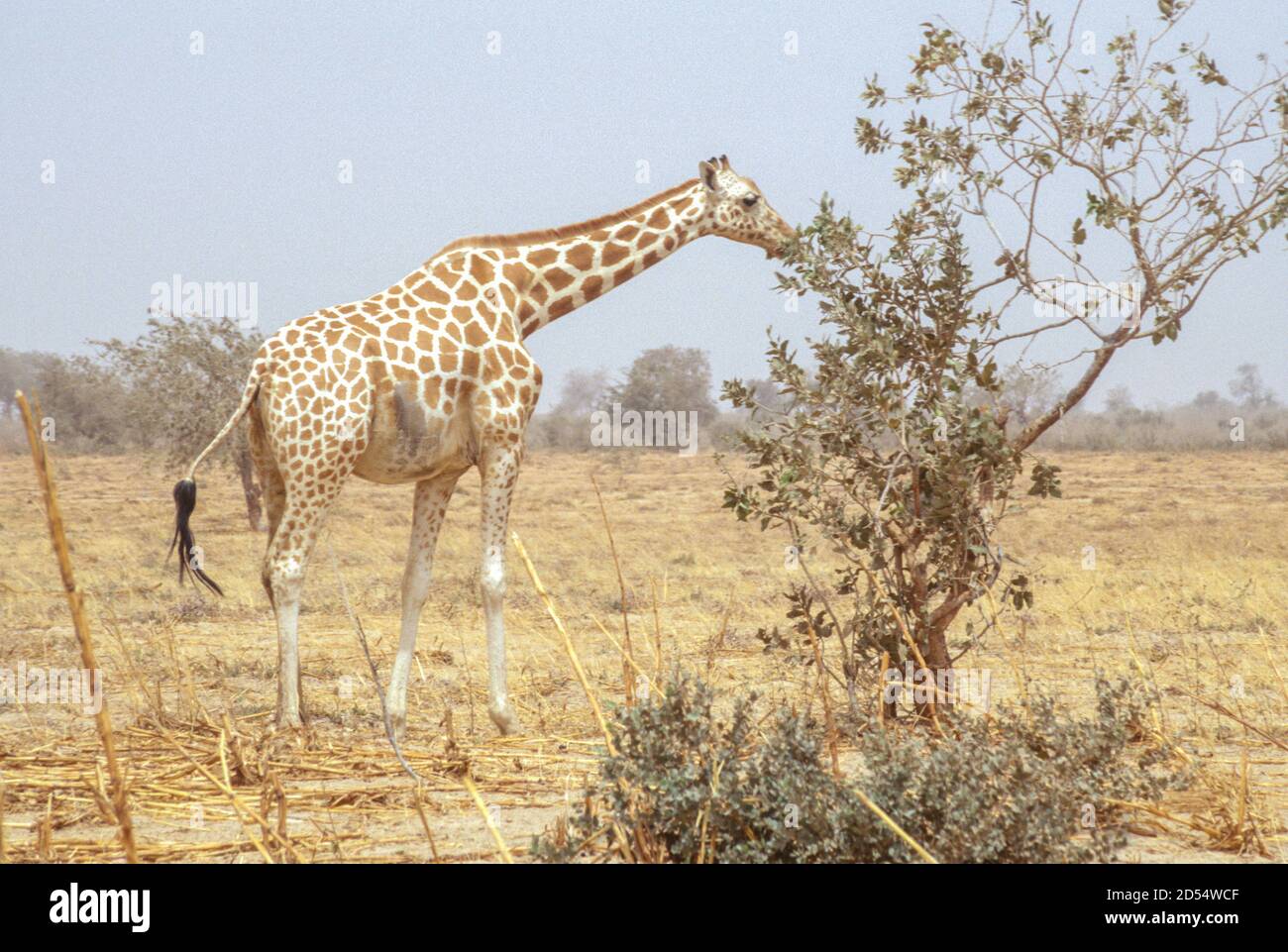 Koure, Niger, near Niamey. Giraffe Eating Leaves from Trees. Note how ...